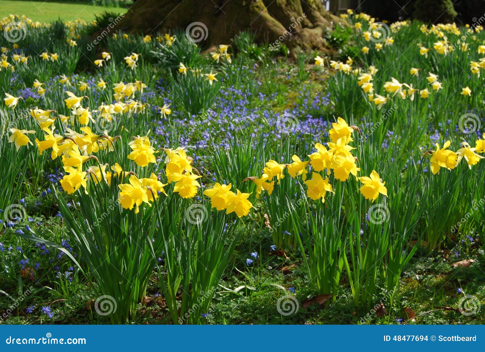 De Lentetuin Met Gele Narcis En Anemoonbloemen Stock Foto - Image of ...