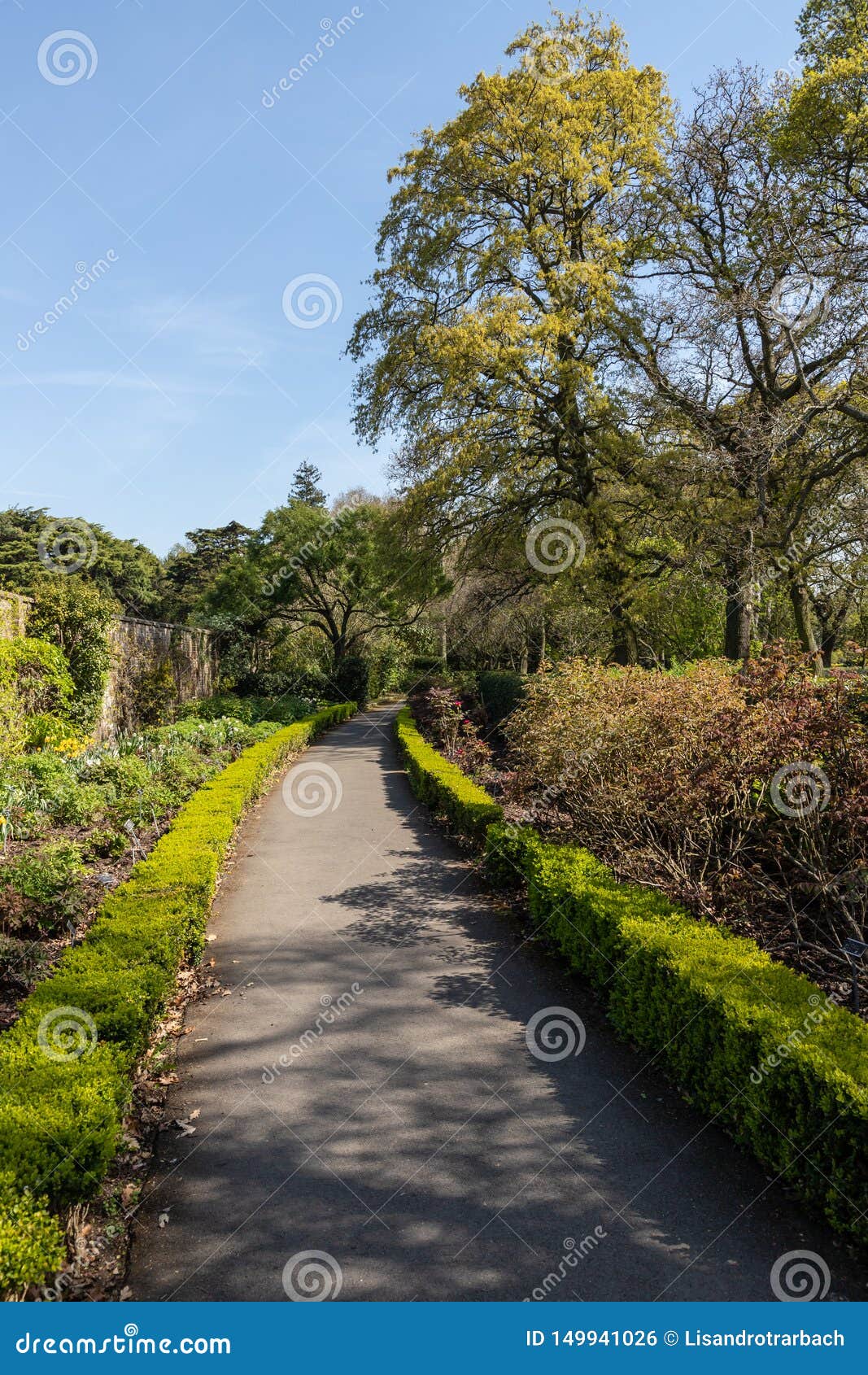 De Lentetuin Met Het Lopen Van Weg En Bomen Stock Foto - Image of ...