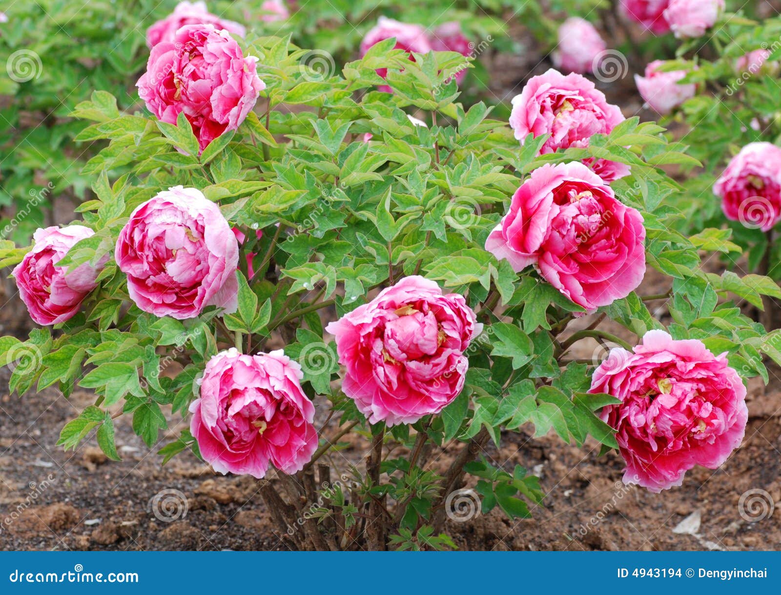 De lentetuin van de pioen stock foto. Image of vreedzaam - 4943194