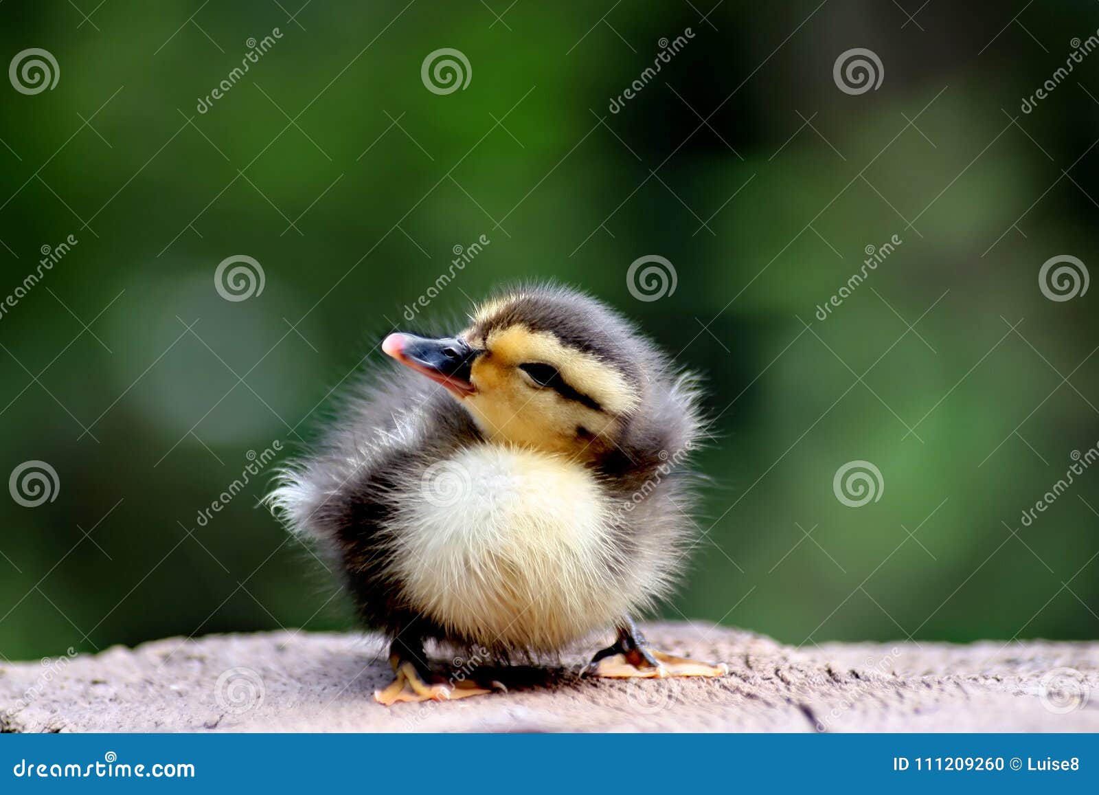 De leuke Eend van de Baby stock foto. Image of klein - 111209260