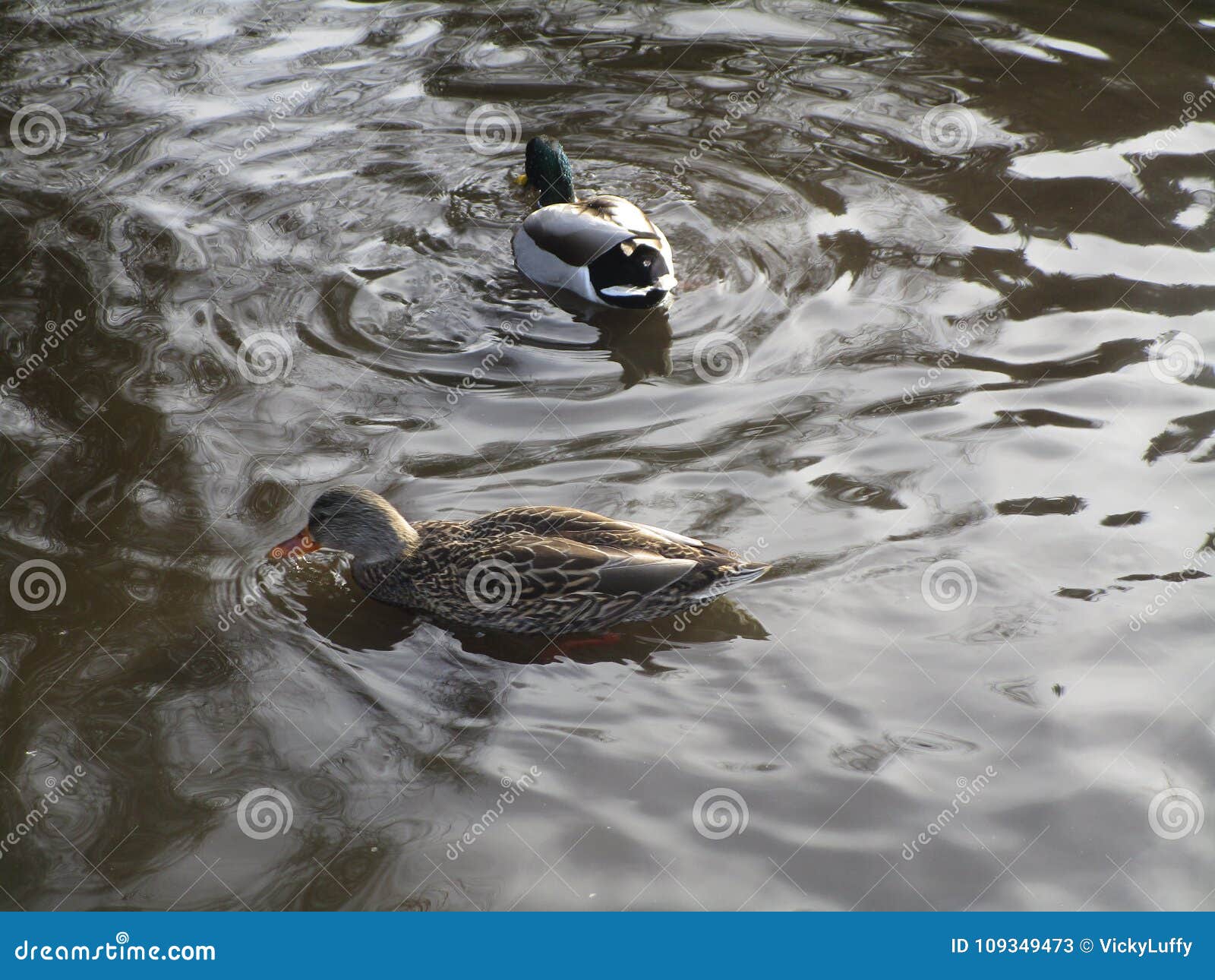 De Leuke Eenden Die Van De De Winterwilde Eend in Een Vijver Zwemmen ...