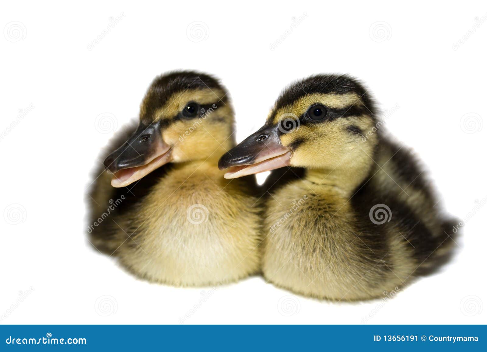 De Leuke En Nieuwsgierige Eendjes Van De Wilde Eend. Stock Afbeelding ...