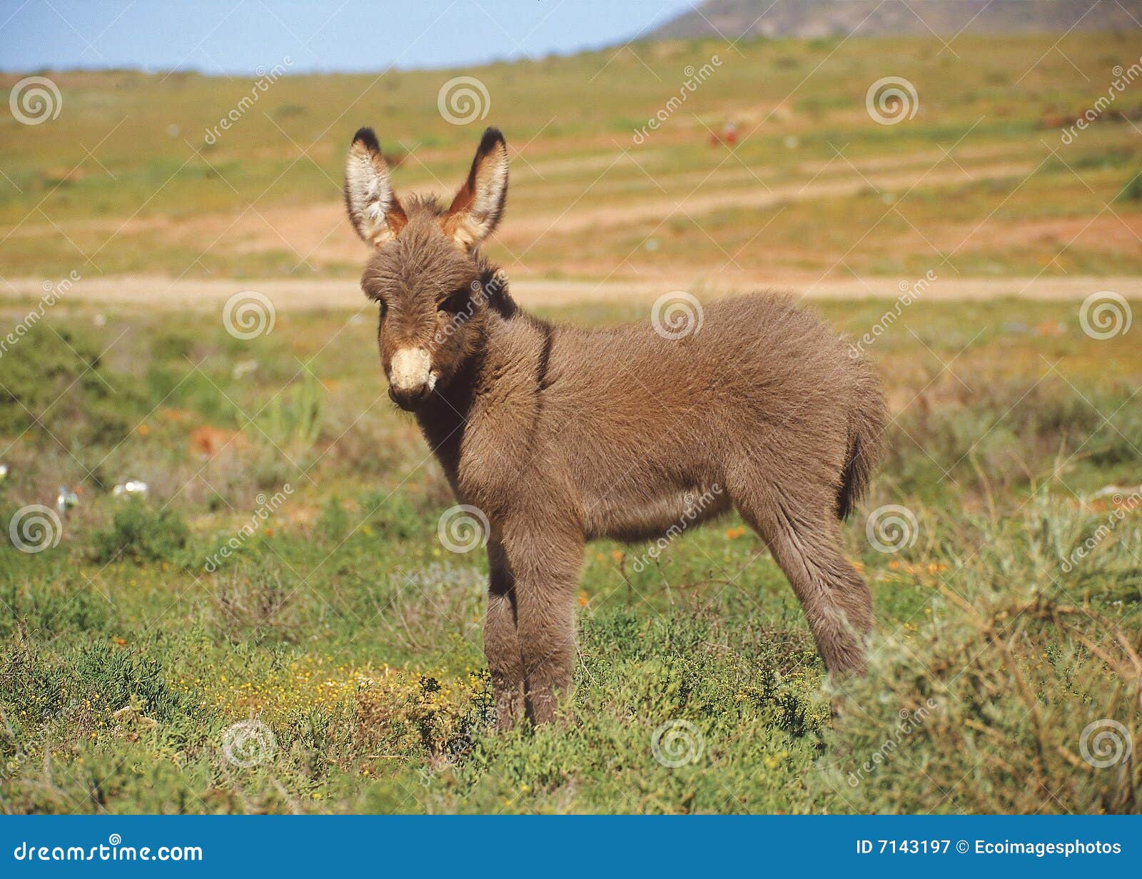 De leuke Ezel van de Baby stock afbeelding. Image of zoogdier - 7143197