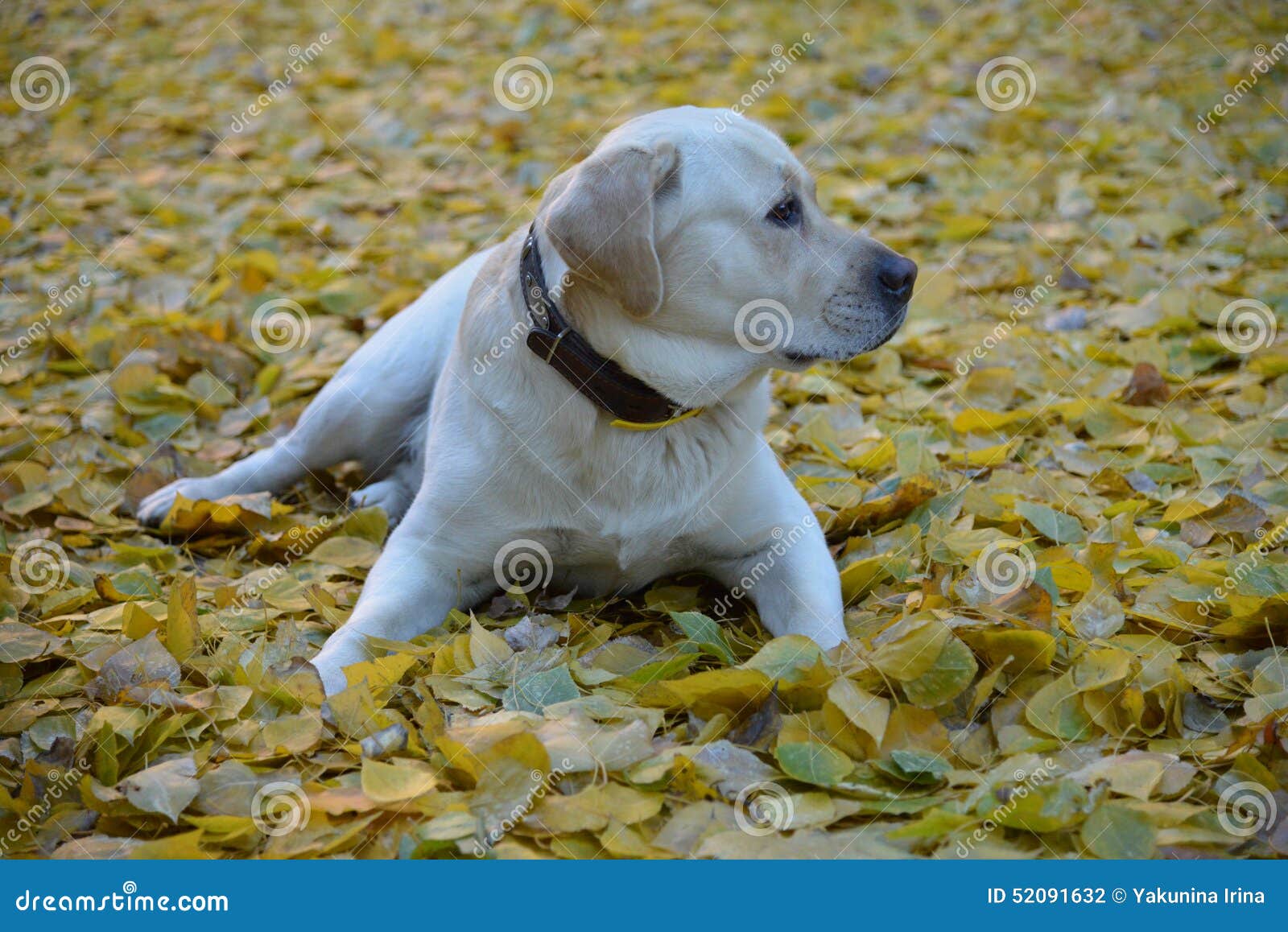 De Leuke Gele Hond Van Labrador Stock Foto - Image of kleurrijk, gras ...