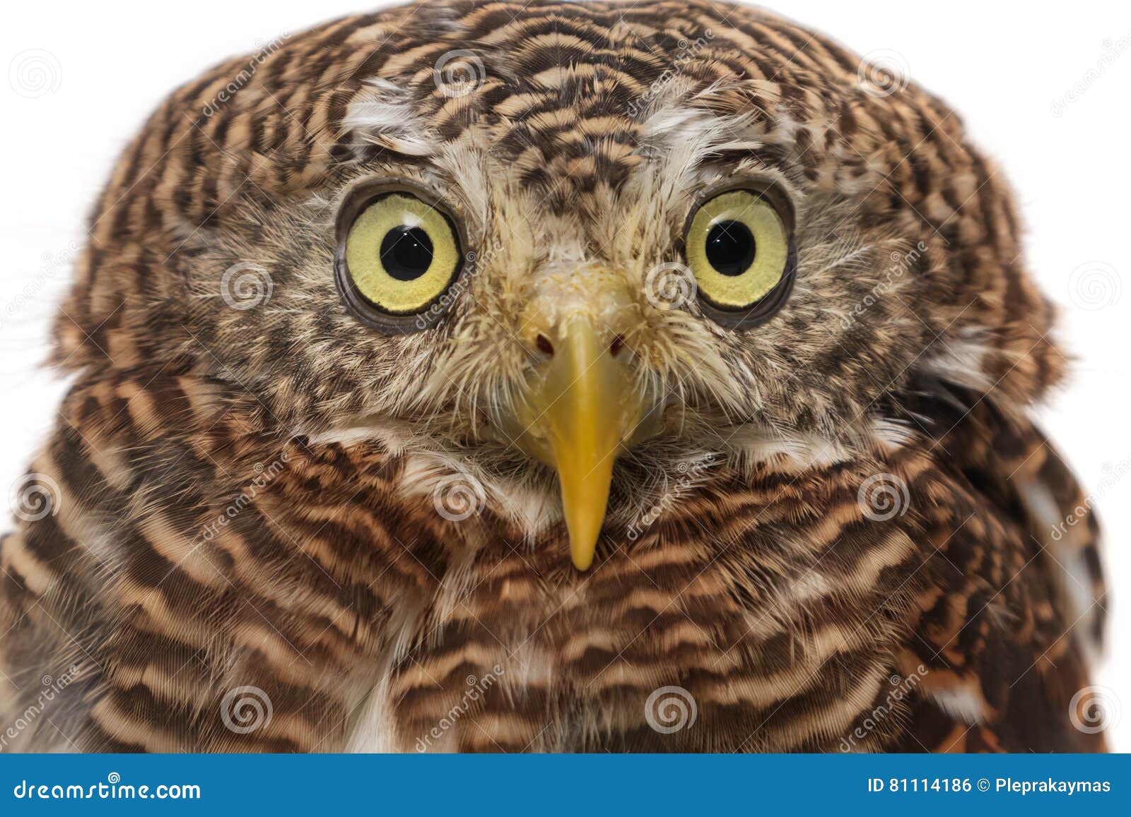 De Leuke Uil Isoleert Op Wit Stock Foto - Image of bruin, kijken: 81114186