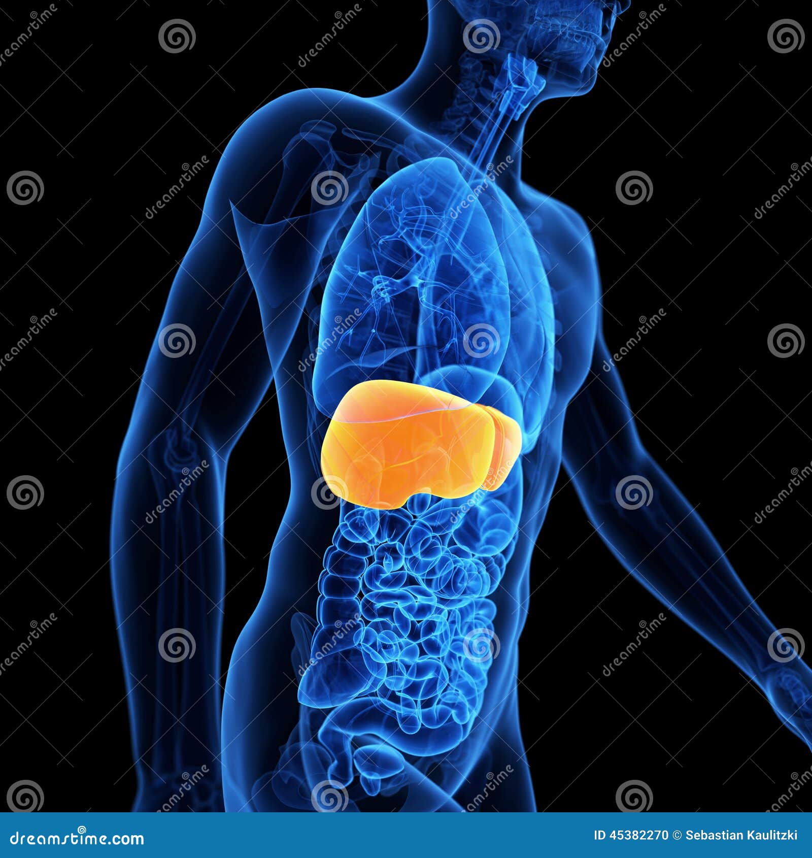 De lever stock illustratie. Illustration of mannetje - 45382270