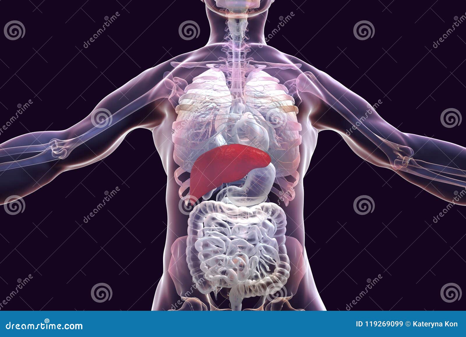 De Lever Benadrukte Binnen Menselijk Lichaam Stock Illustratie ...