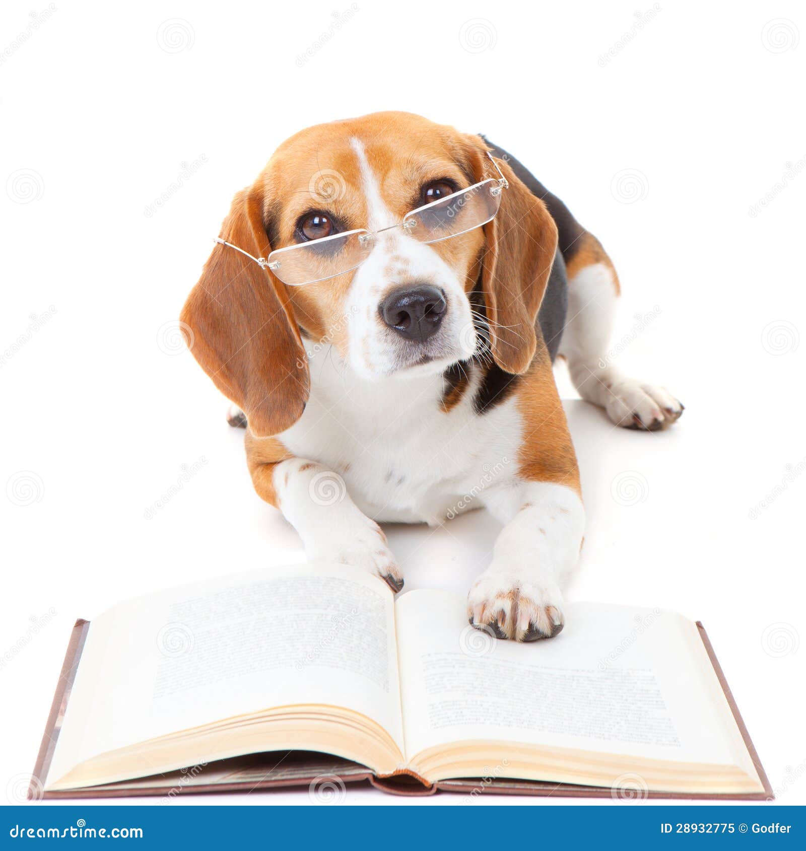 De lezingsboek van de hond stock afbeelding. Image of lezing - 28932775