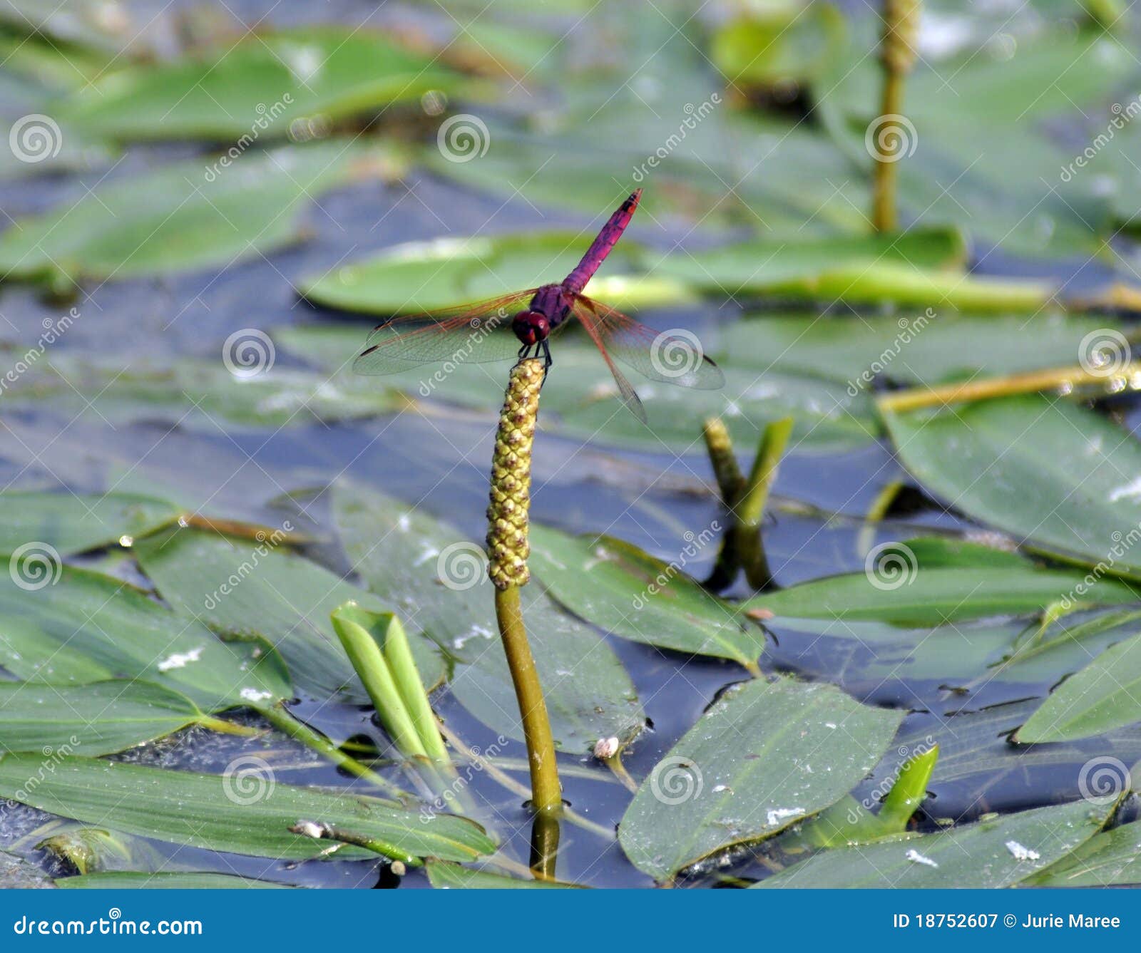 De Libel Van De Schuimspaan. Stock Afbeelding - Image of dier ...