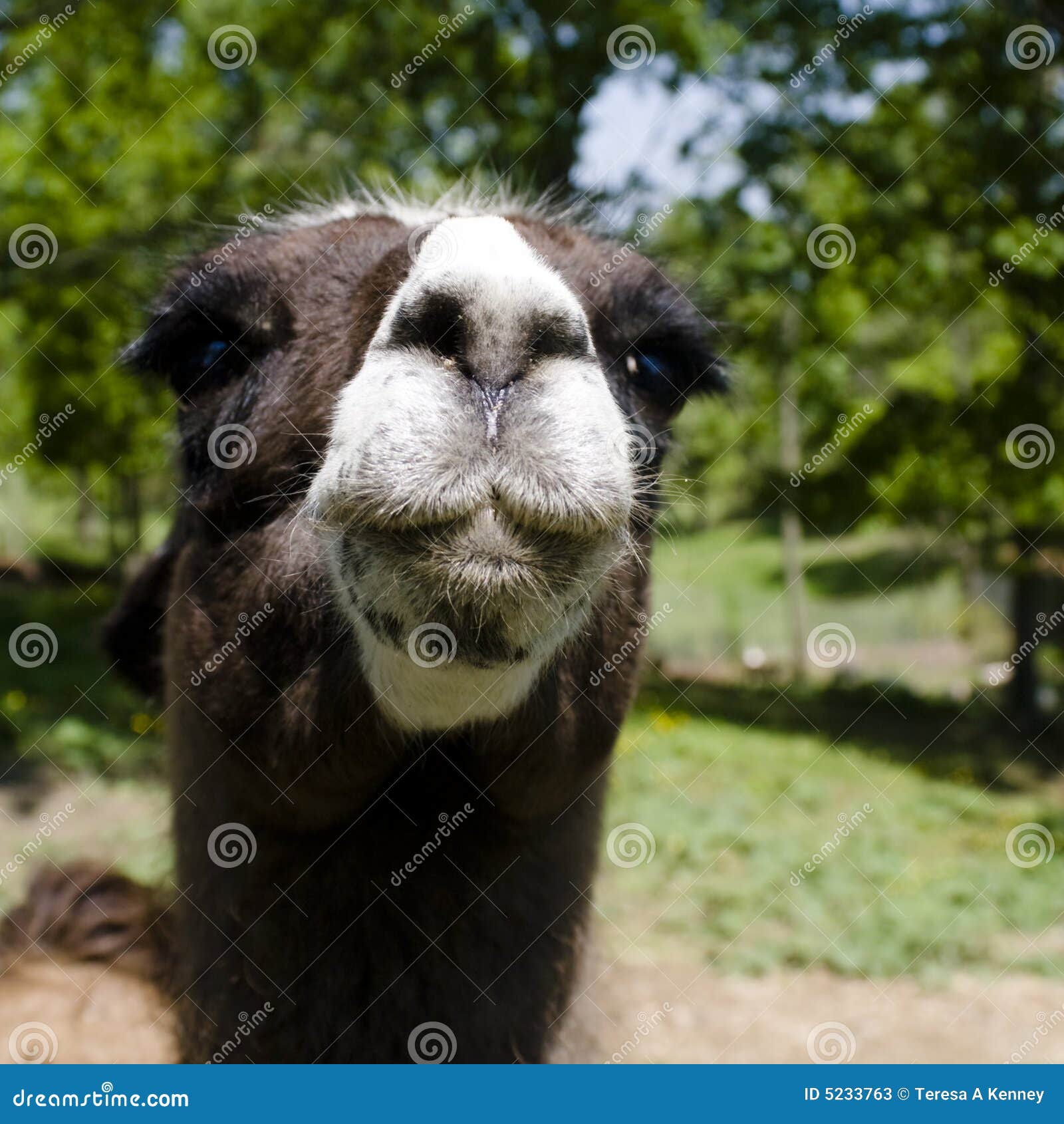 De Lippen van de lama stock afbeelding. Image of portret - 5233763