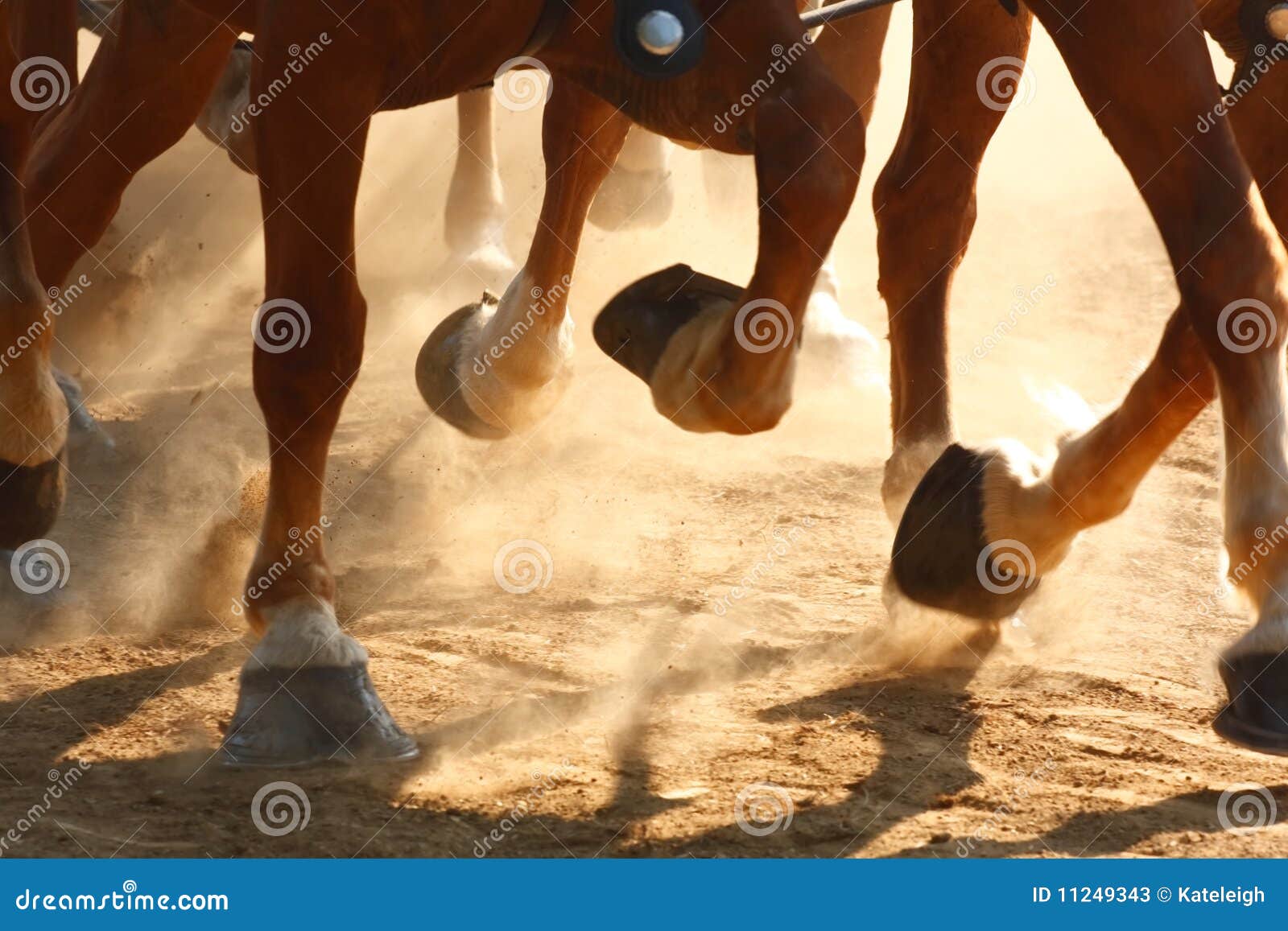 De Lopende Hoeven Van Het Paard Stock Afbeelding - Image of lopen ...