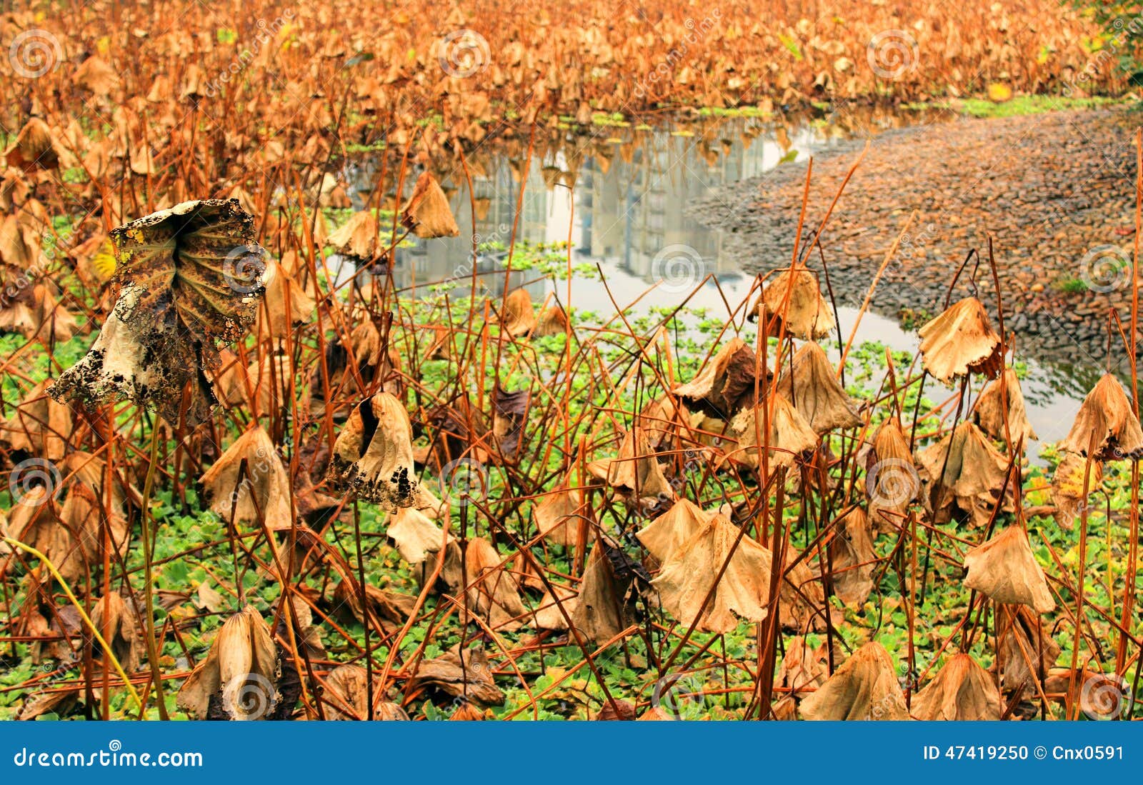 De Lotusbloemvijver in De Winter Stock Foto - Image of winter, schoften ...