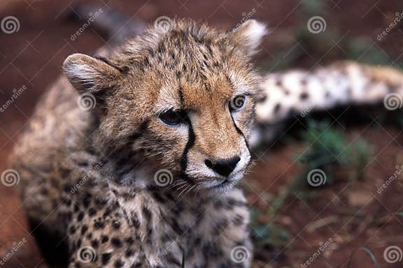 De luipaard van de baby stock afbeelding. Image of wildernis - 5314807