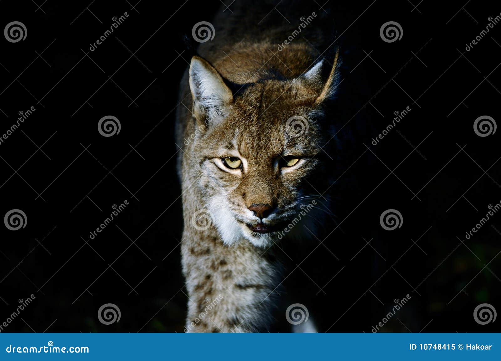 De lynx van de lynx stock afbeelding. Image of spel, fauna - 10748415