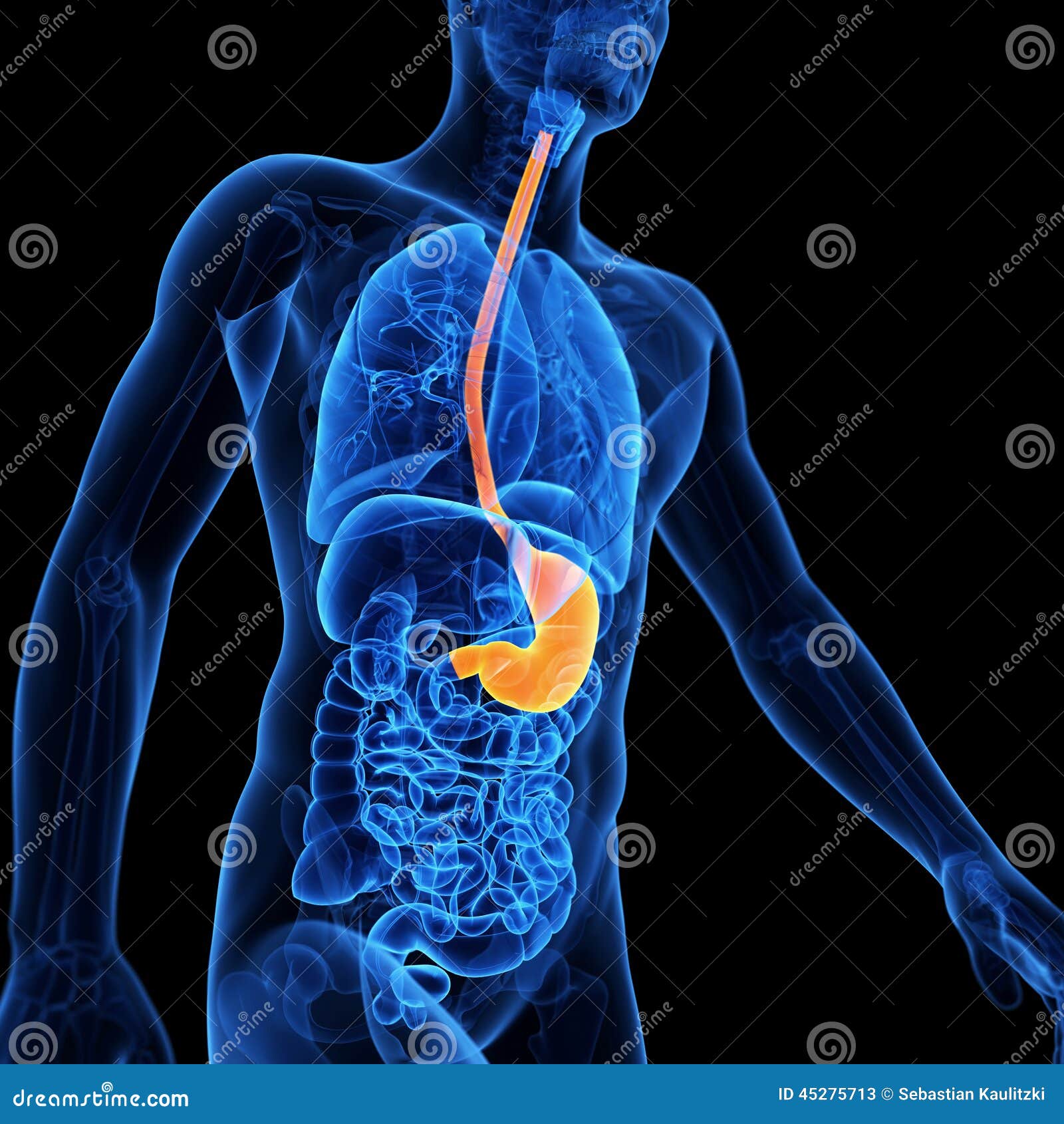De maag stock illustratie. Illustration of organen, fysiologie - 45275713