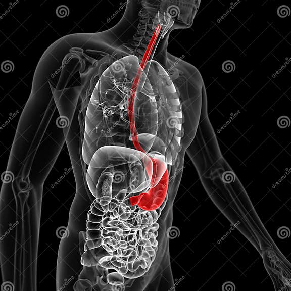 De maag stock illustratie. Illustration of straal, vitaal - 45381743