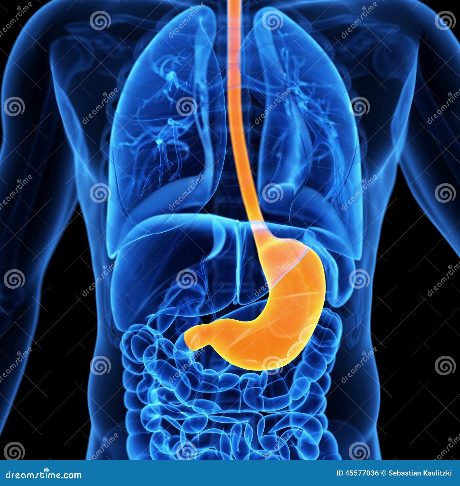 De maag stock illustratie. Illustration of wetenschap - 45577036