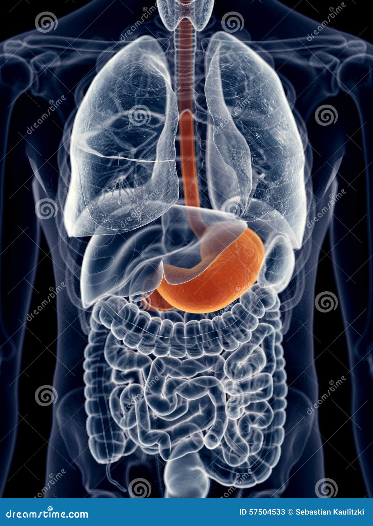 Verken De Anatomie Van De Maag