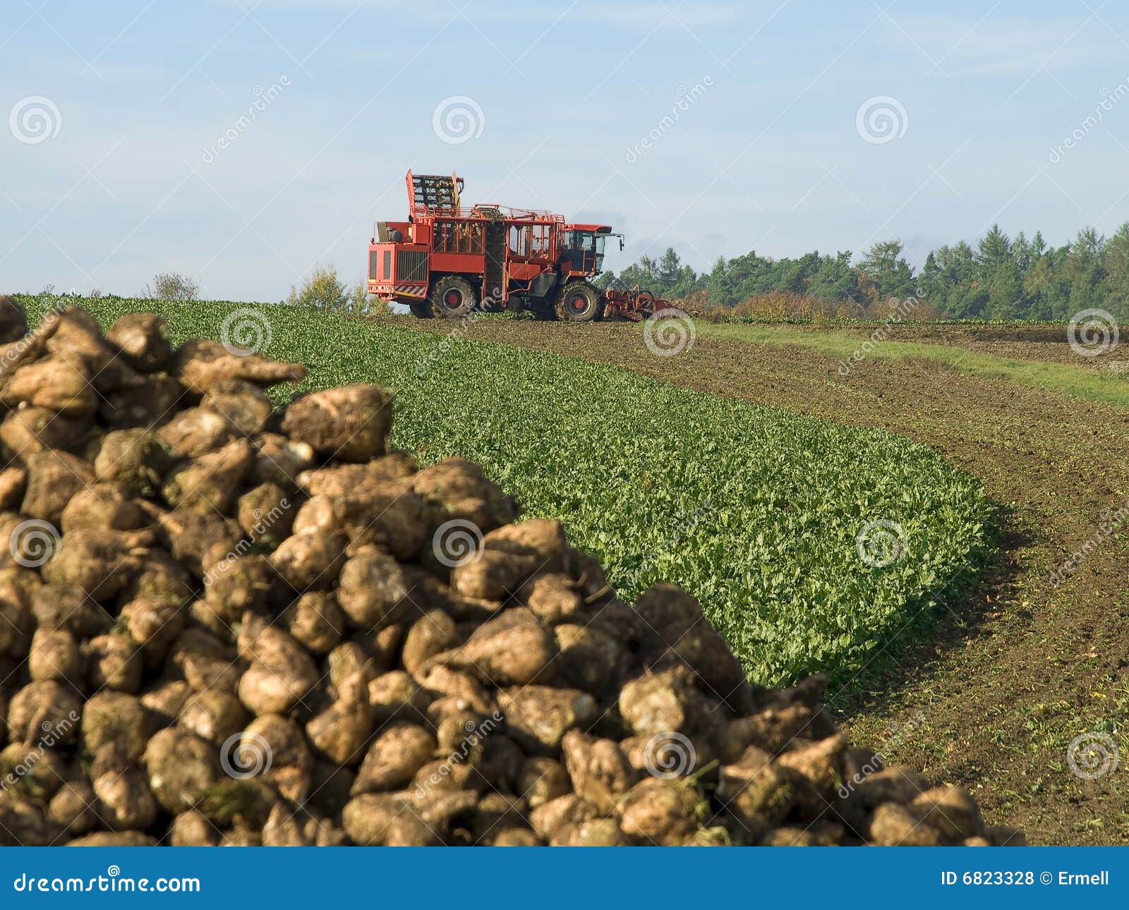 De Maaimachine Van De Suikerbiet Stock Foto - Image of gewas, economie ...