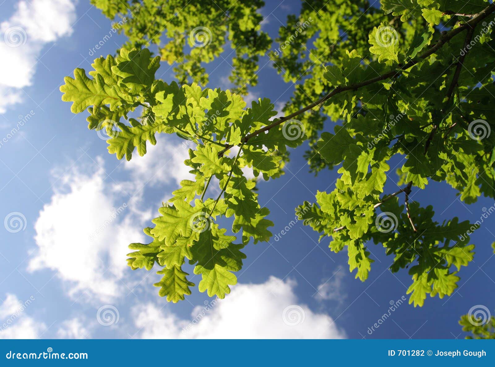 De Machtige Eiken Schaduw Van Boombladeren Stock Foto - Image of ...