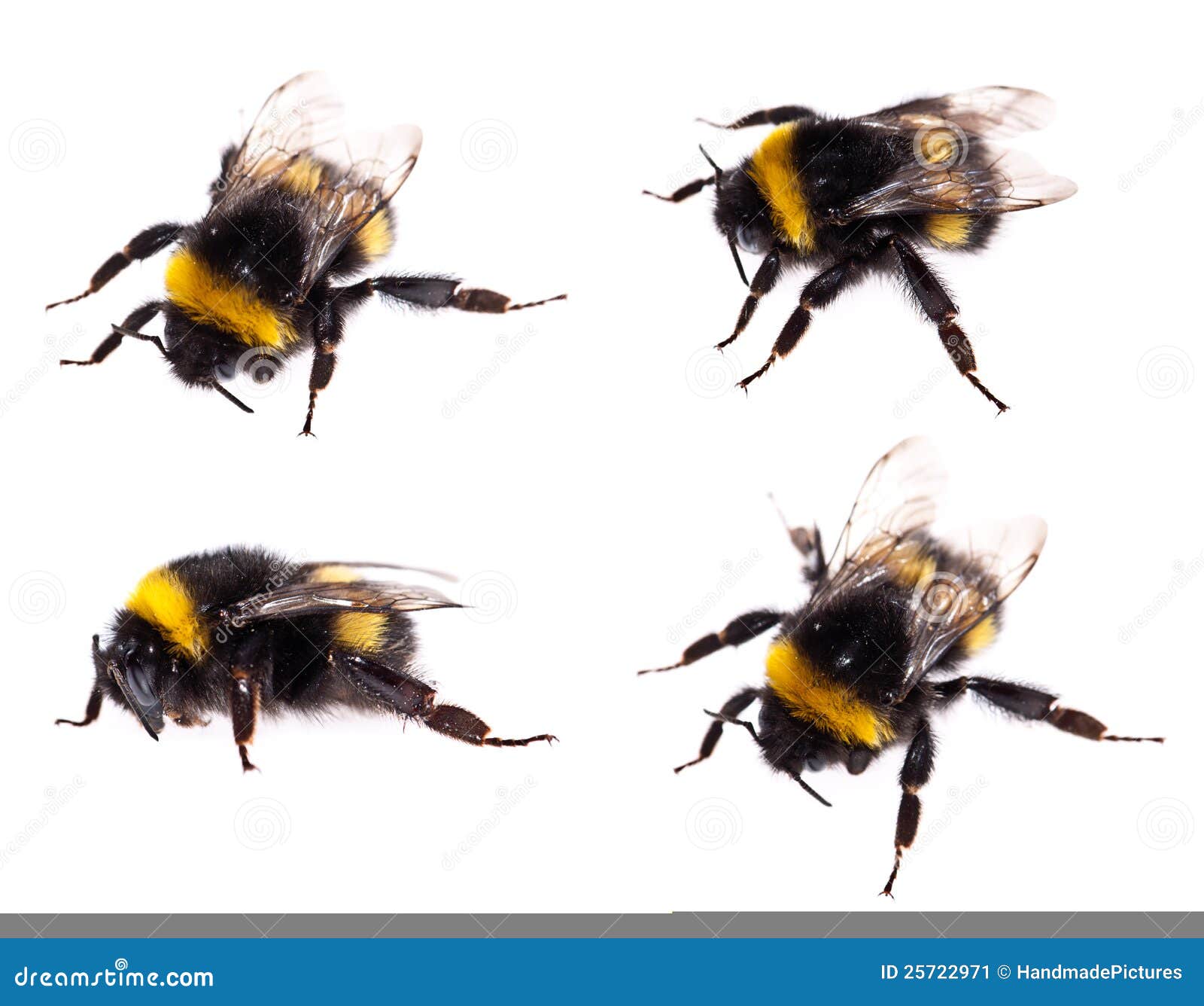 De Macro Geïsoleerdeb Mening Van De Hommel Stock Afbeelding - Image of ...