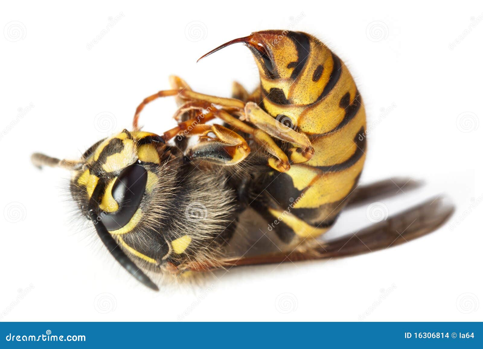 De Macro Van De Bij of Van De Wesp Stock Foto - Image of antenne, harig ...