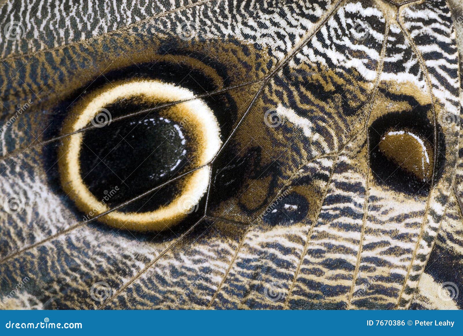 De Macro Van De Vleugel Van De Vlinder Van De Uil Stock Foto - Image of ...