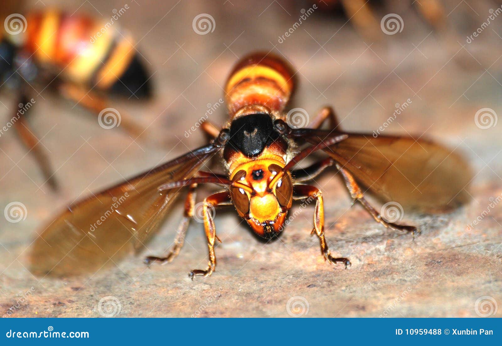De macro van de wesp stock foto. Image of macro, pijn - 10959488