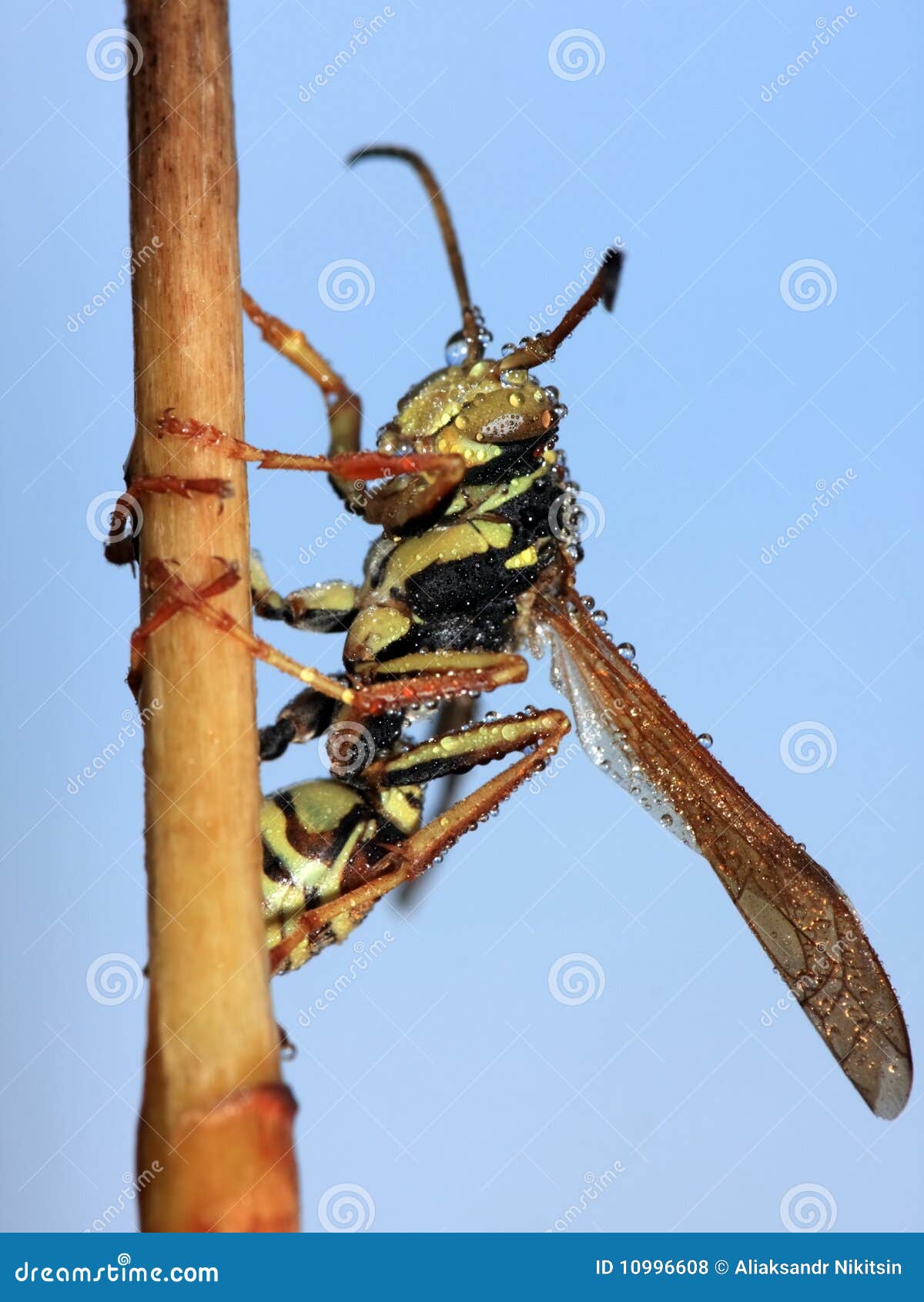 De Macro Van De Wesp Met Dauw Stock Foto - Image of zomer, vleugel ...