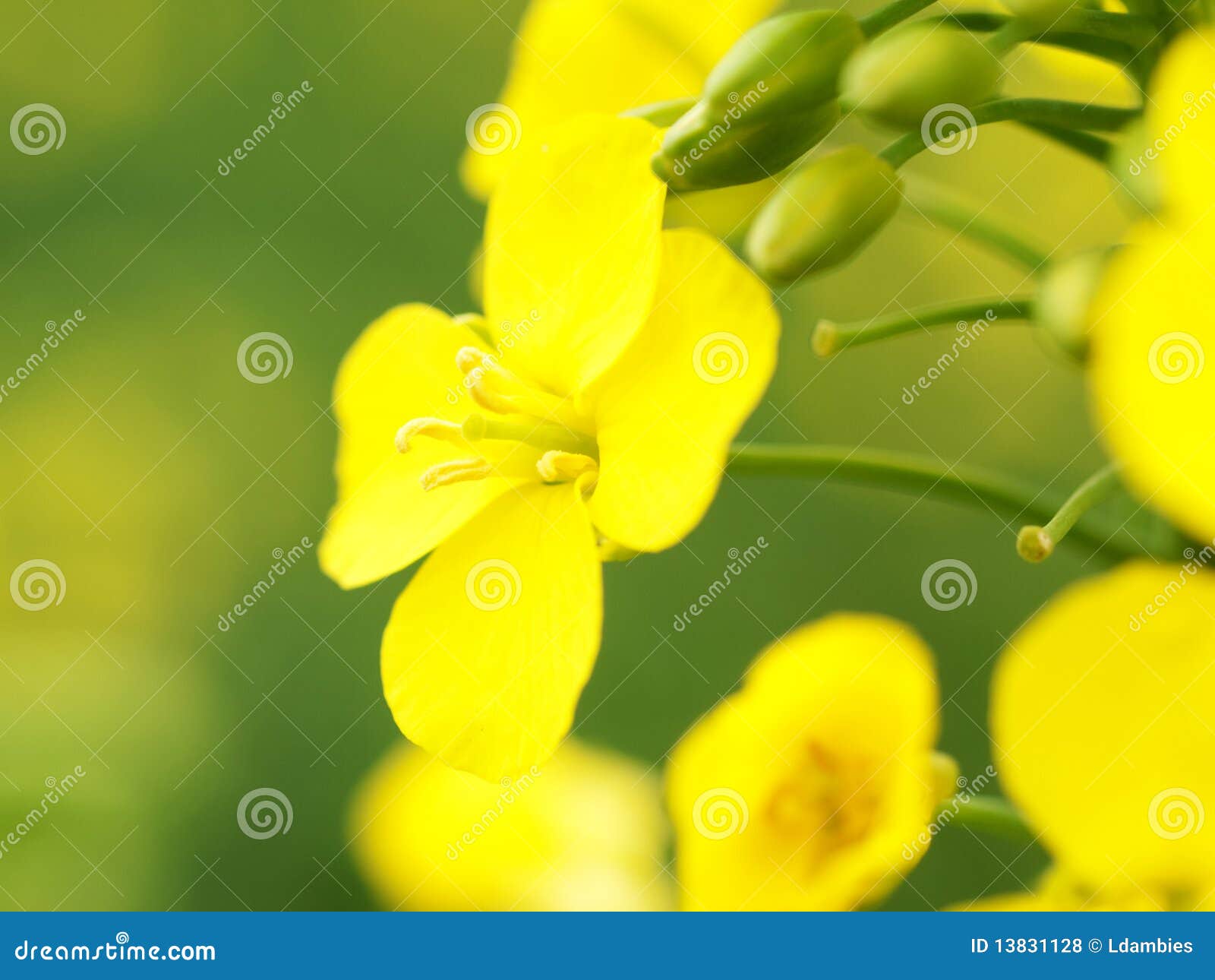 De macro van het koolzaad stock foto. Image of bloem - 13831128