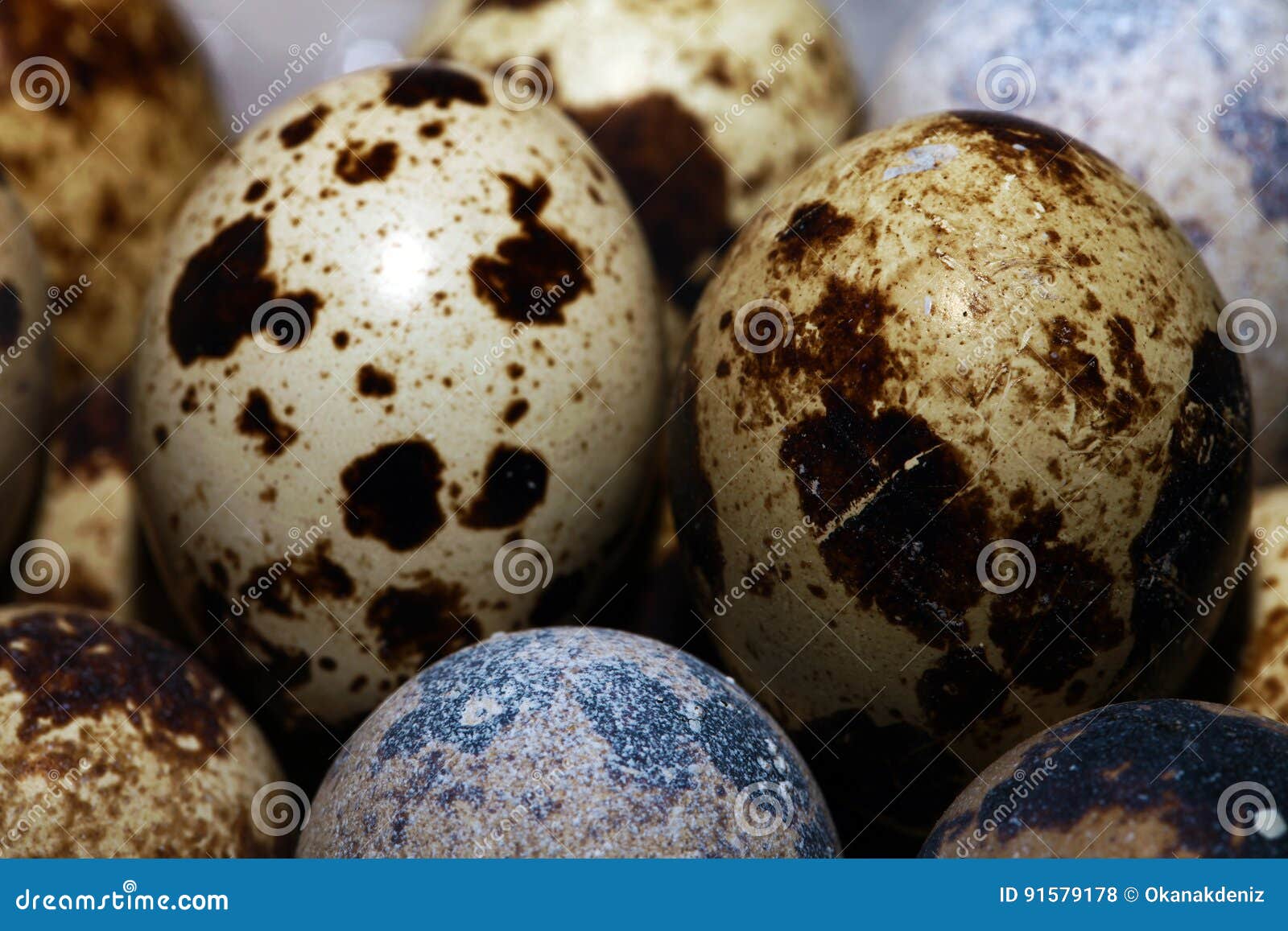 De Macromening Van Het Vogelei Stock Foto - Image of patroon, product ...