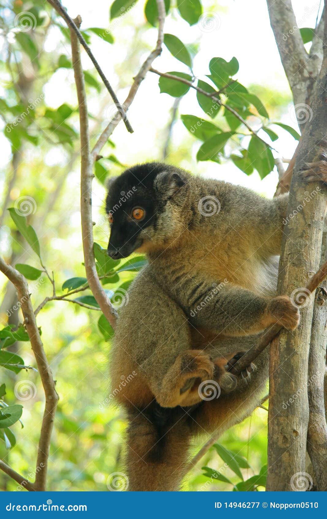 De Maki van Madagascar stock afbeelding. Image of afrika - 14946277