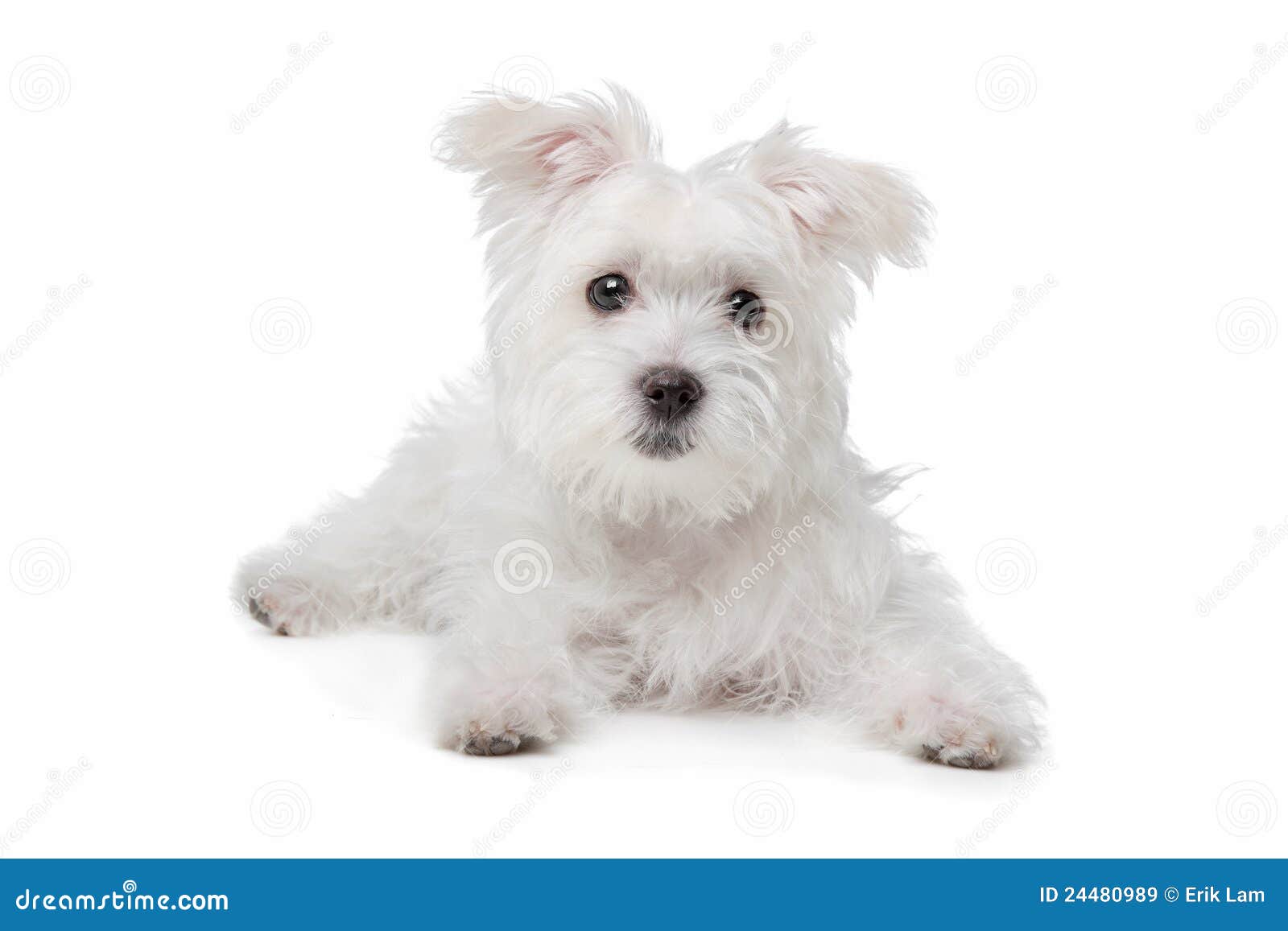 De Maltese Hond Van De Mengeling Stock Afbeelding - Image of pluizig ...