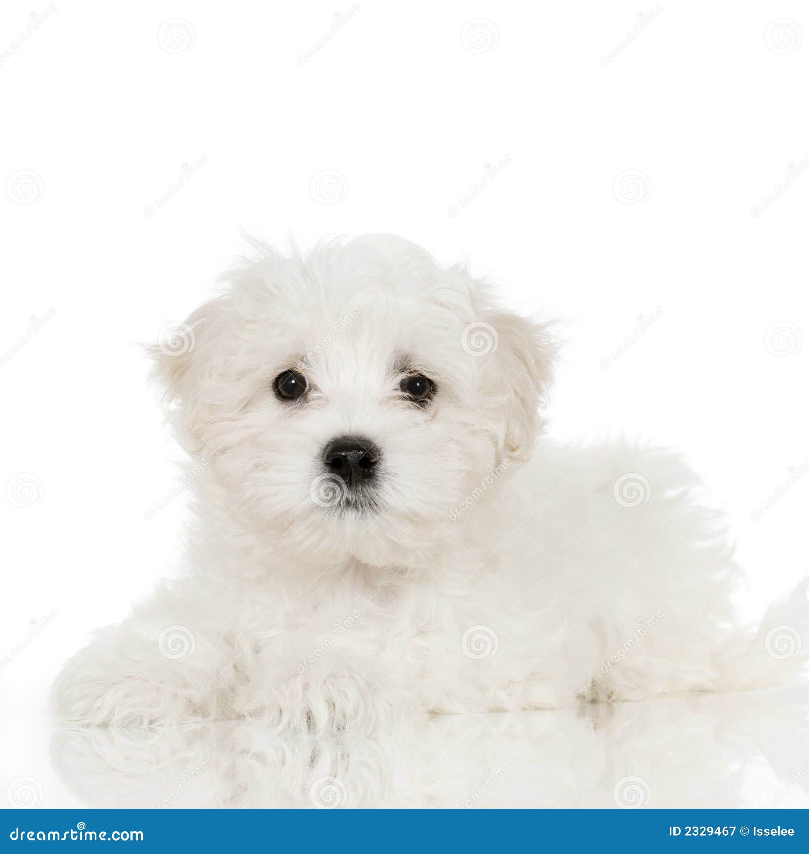 De Maltese Hond Van Het Puppy Stock Afbeelding - Image of huisdier ...