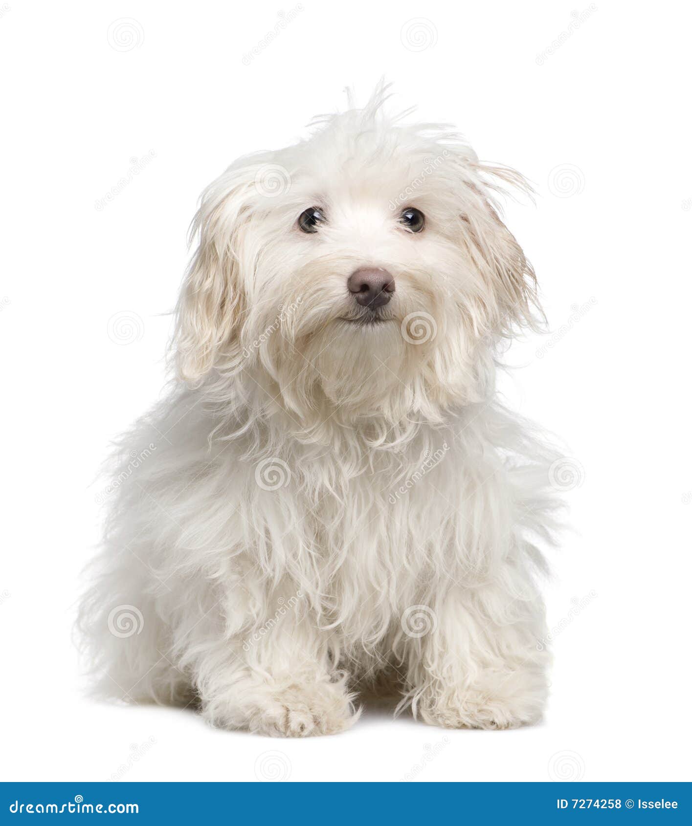 De Maltese Hond Van Het Puppy (5 Maanden) Stock Foto - Image of honds ...