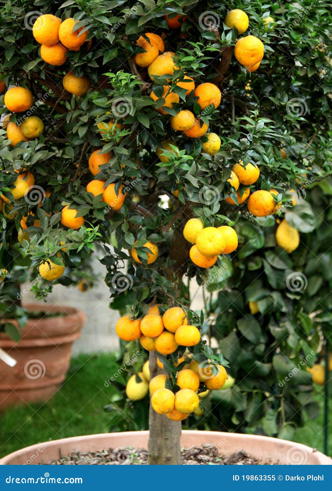 De Mandarijnboom Van De Citrusvrucht in De Pot Stock Afbeelding - Image ...