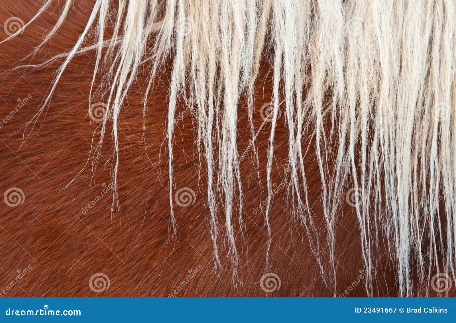 De manen van het paard stock afbeelding. Image of dier - 23491667