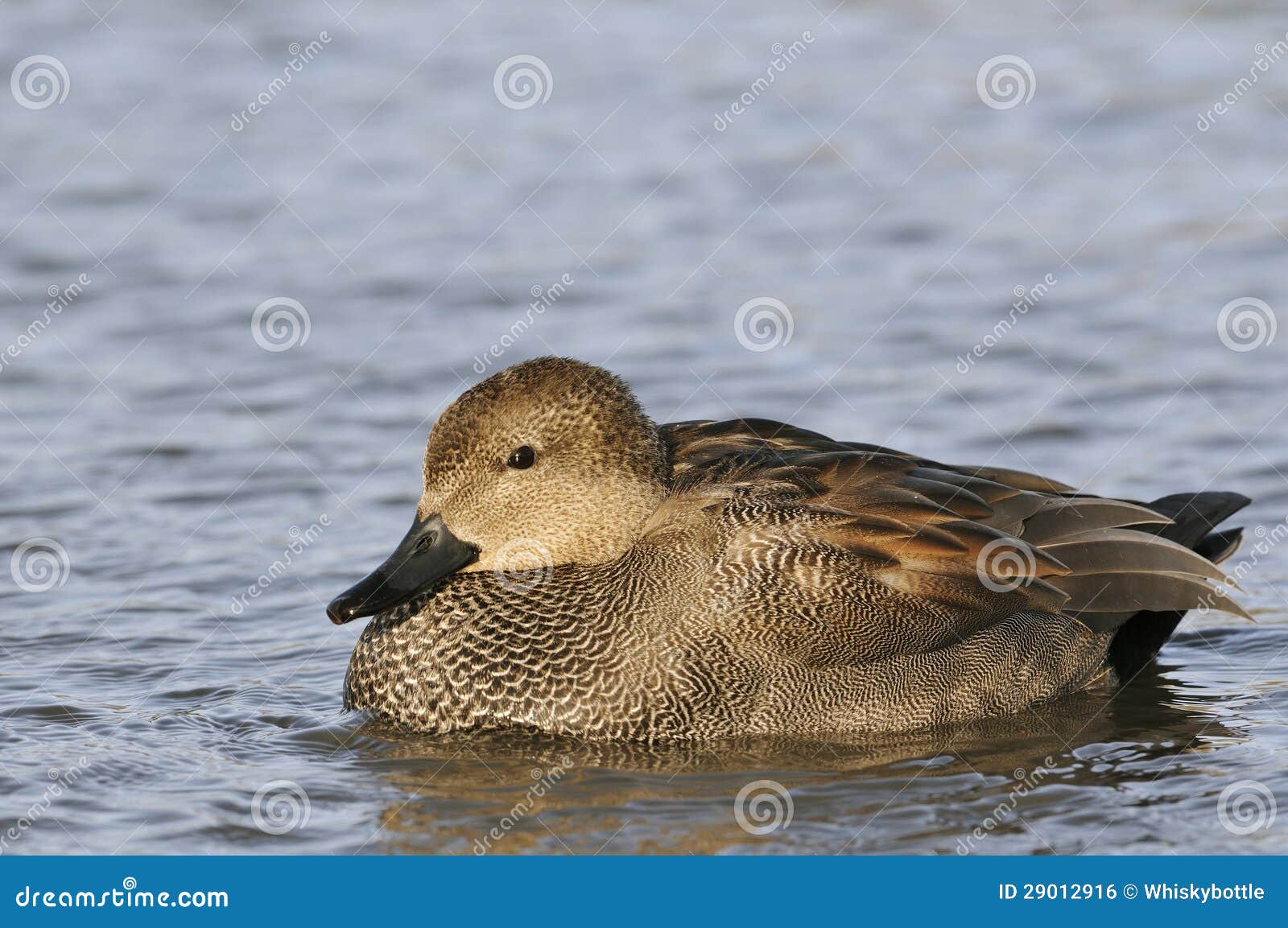 De Mannelijke Eend Van De Krakeend Stock Foto - Image of moerasland ...