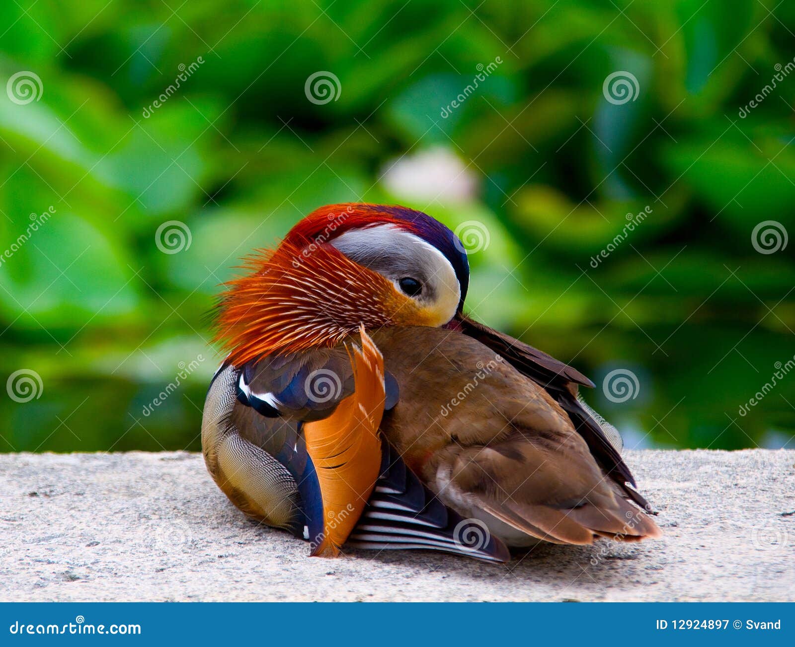 De Mannelijke Eend Van De Wilde Eend Stock Afbeelding - Image of ...