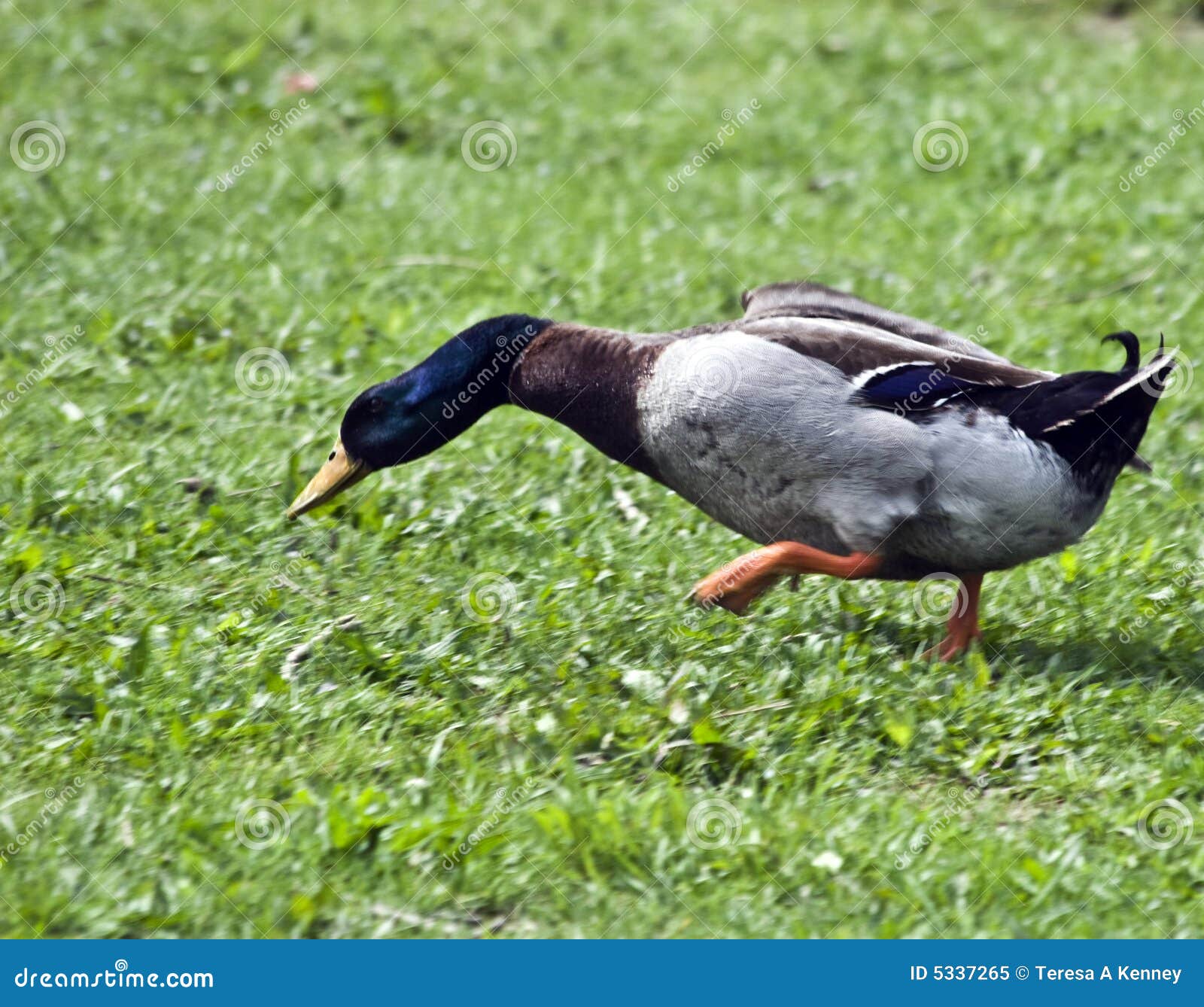 De Mannelijke Eend Van De Wilde Eend Stock Afbeelding - Image of eend ...