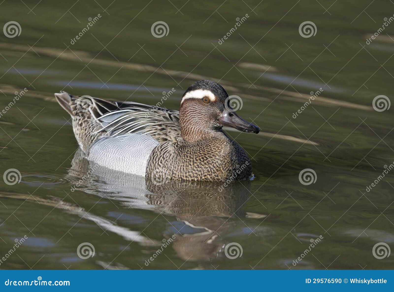De Mannelijke Eend Van De Zomertaling Stock Foto - Image of zwemmen ...