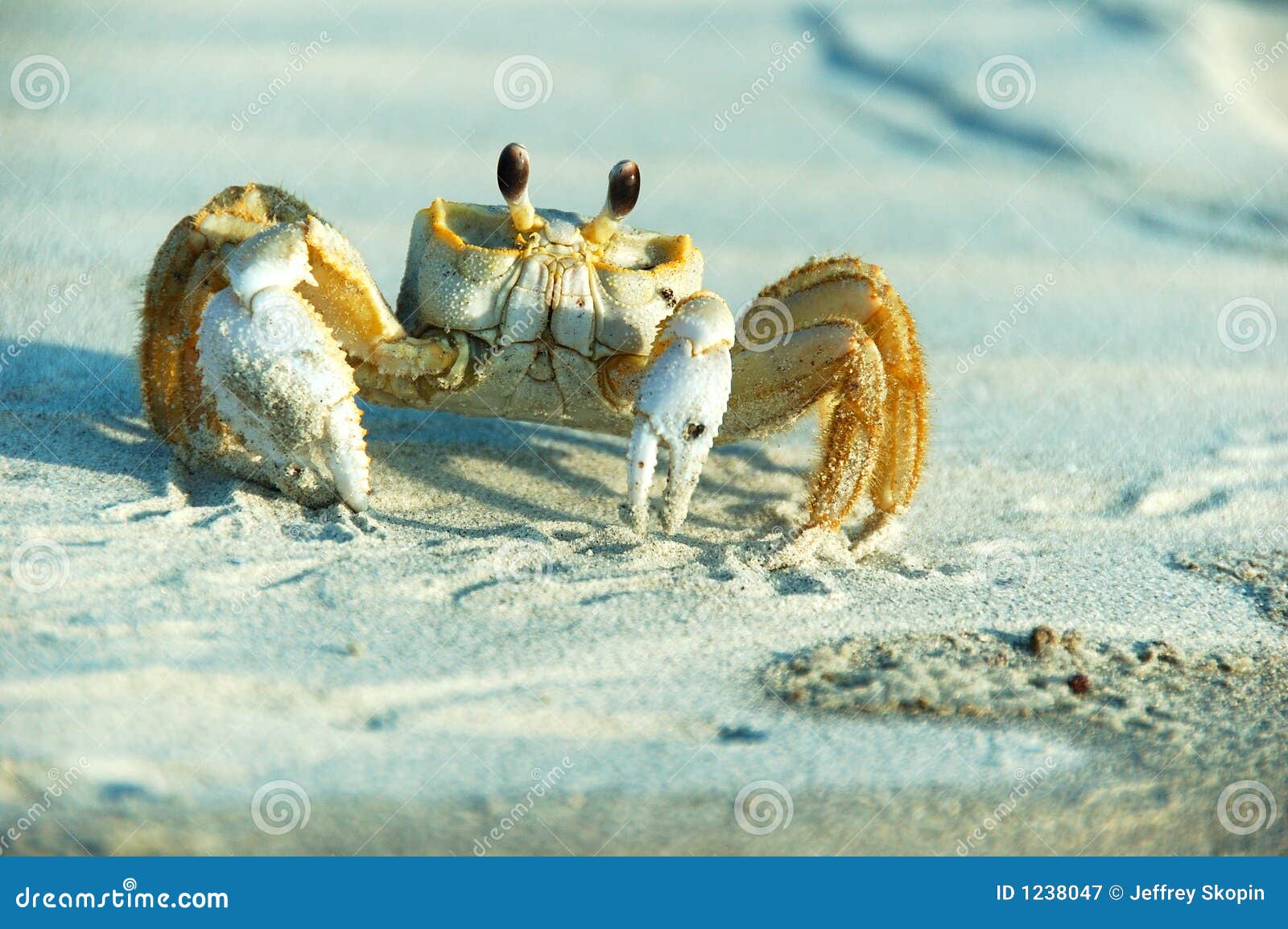 De Mannelijke Krab Van Het Spook - Ceratophthalma Ocypode Stock ...