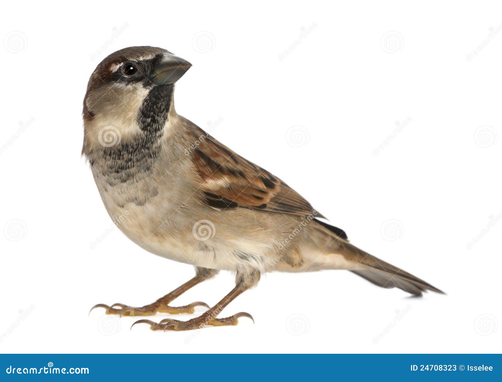 De Mannelijke Mus Van Het Huis Stock Afbeelding - Image of overgaan ...