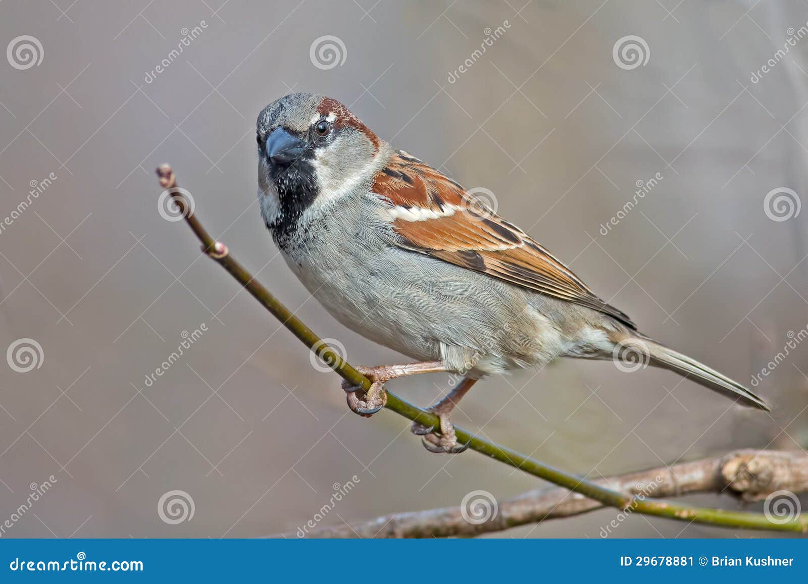 De Mannelijke Mus Van Het Huis Stock Afbeelding - Image of maas, vlieg ...