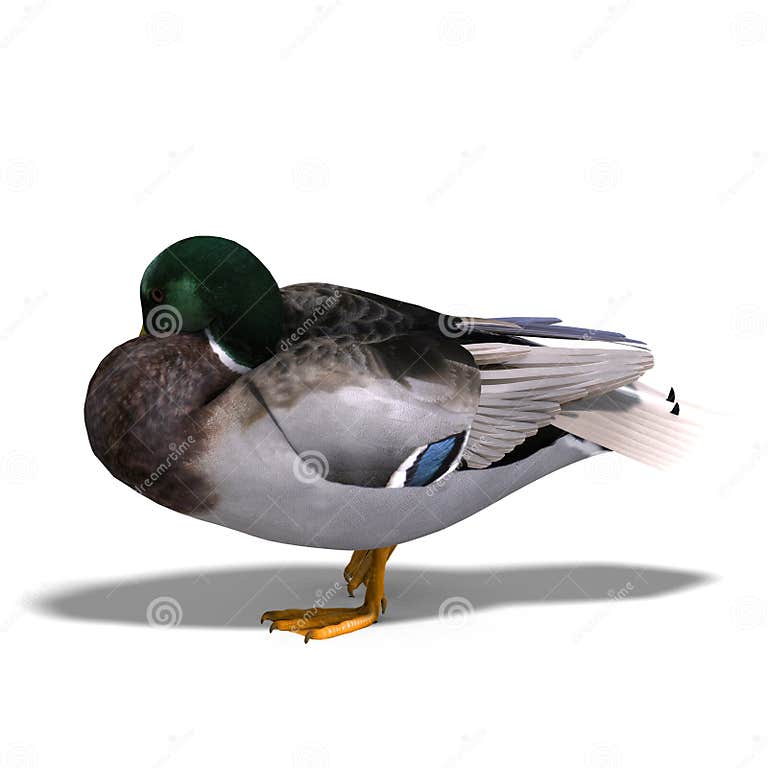 De Mannelijke Slaap Van De Eendwilde Eend Stock Illustratie ...