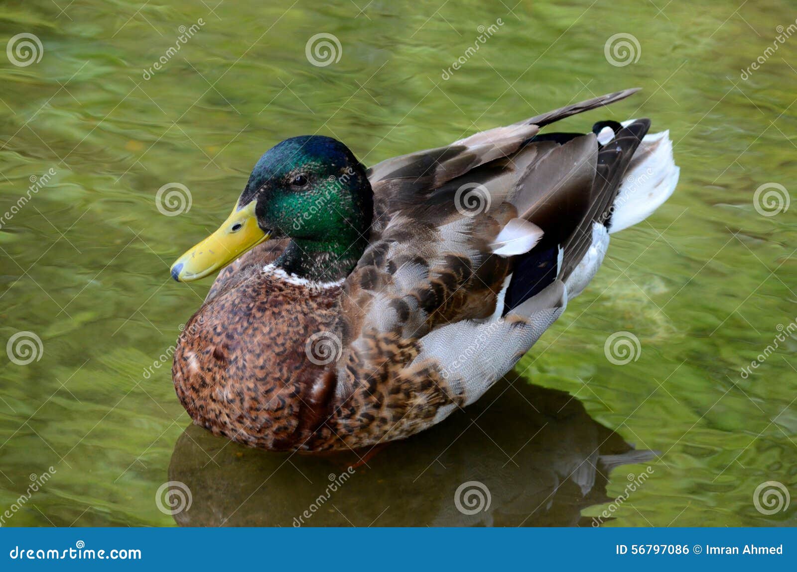 De Mannelijke Wilde Eend Van De Wilde Eendmannetjeseend in Groen Water ...