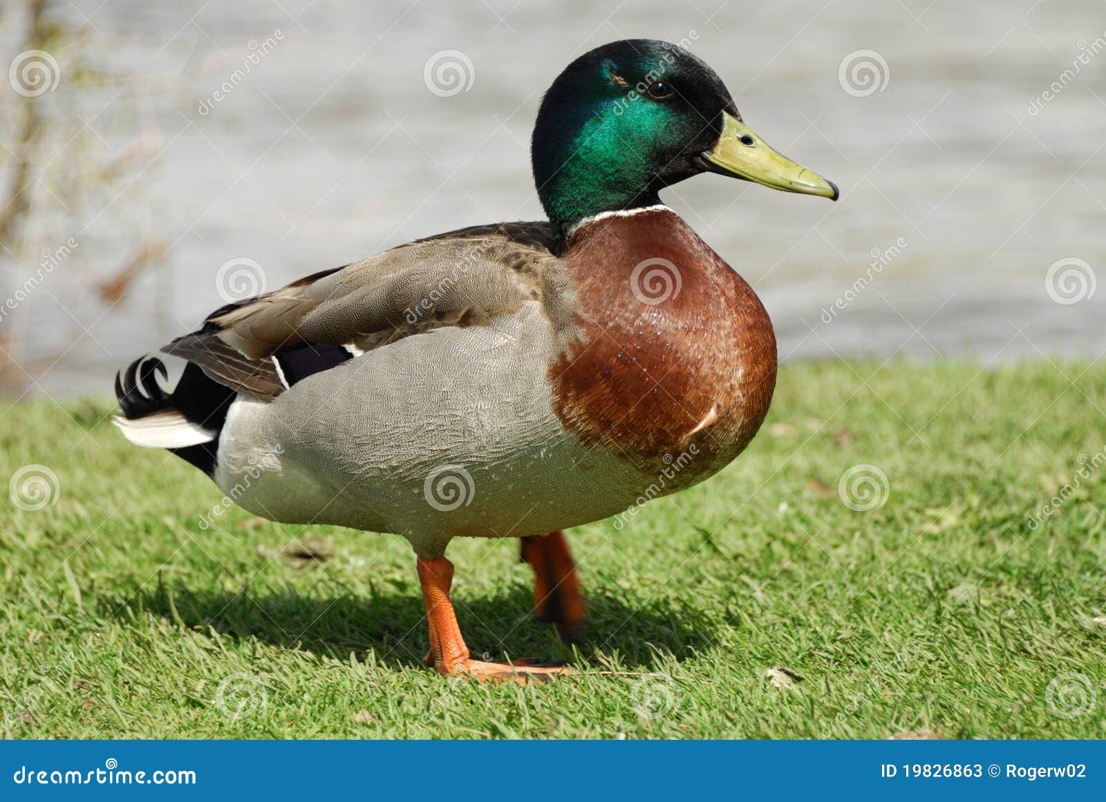 De Mannetjeseend Van De Wilde Eend Stock Afbeelding - Image of mannetje ...
