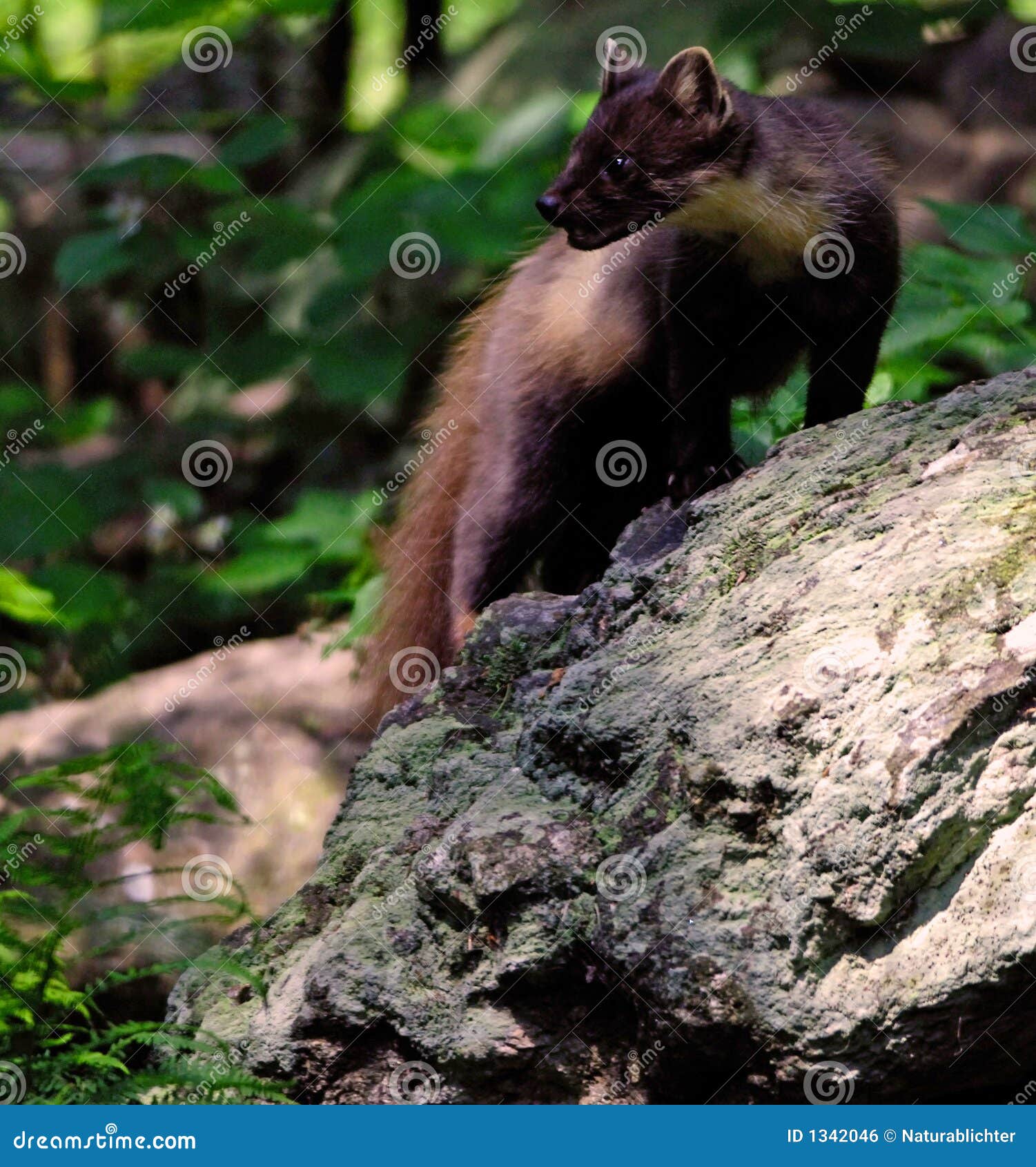 De marter van Baum stock foto. Image of blad, licht, idyllisch - 1342046