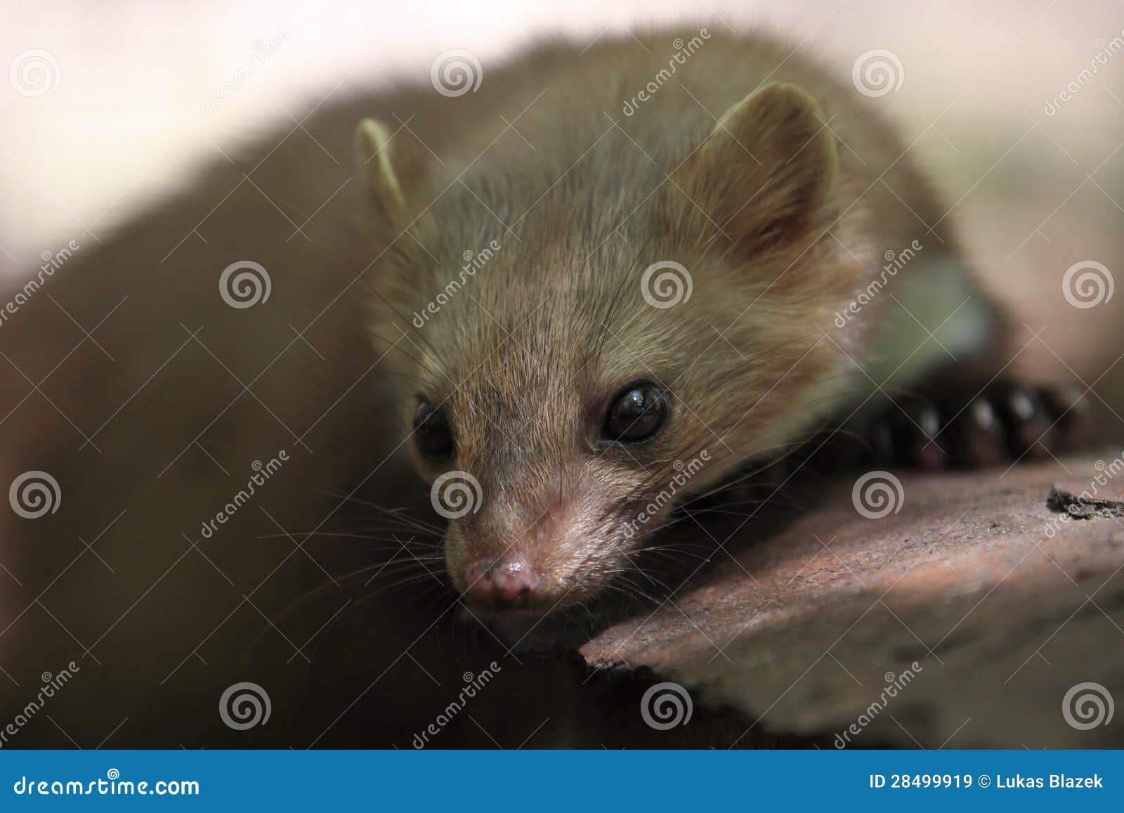 De marter van de beuk stock afbeelding. Image of beuk - 28499919