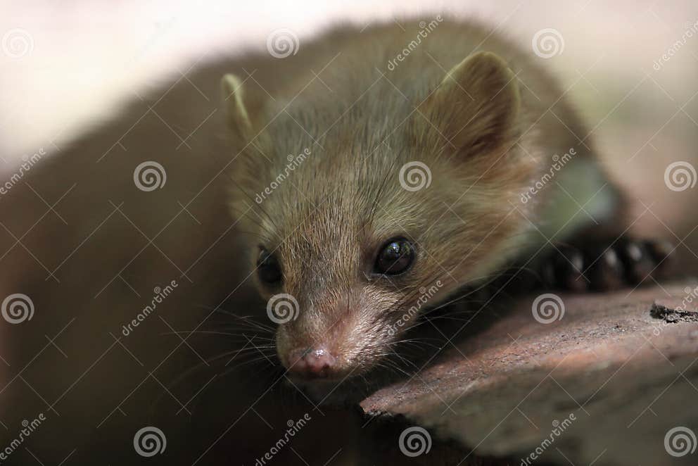 De marter van de beuk stock afbeelding. Image of beuk - 28499919